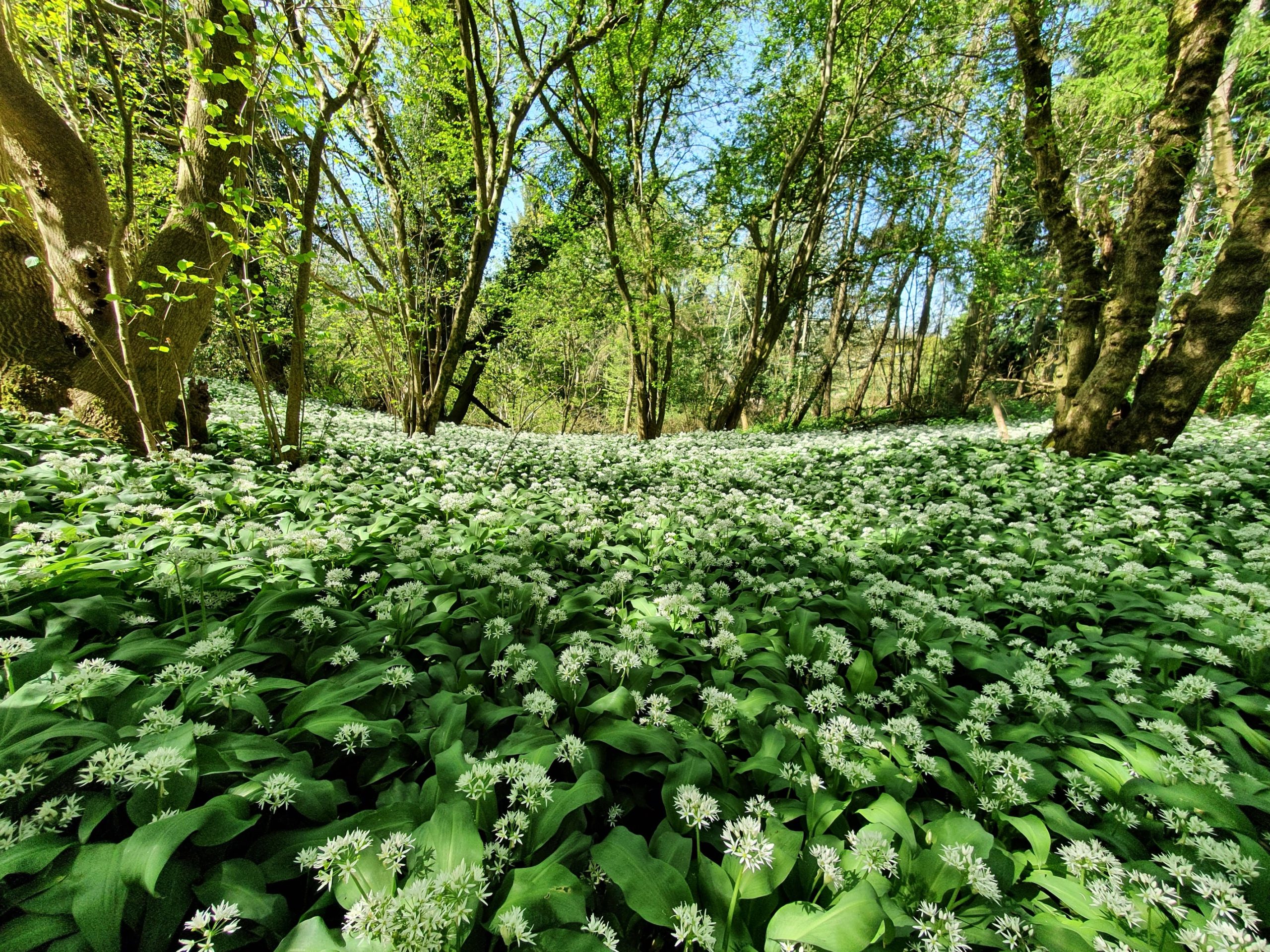 Flora – East Meon Nature Group